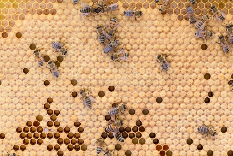 Bees brood comb stock photo. Image of hexagon, agricultural - 71691264