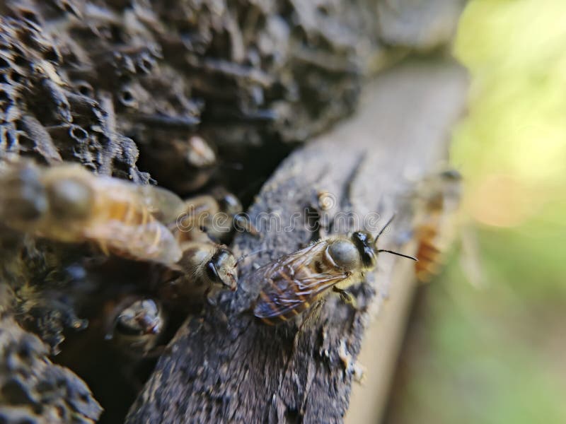 Honey Bees are Building Their Nest Stock Image - Image of honey, bees ...