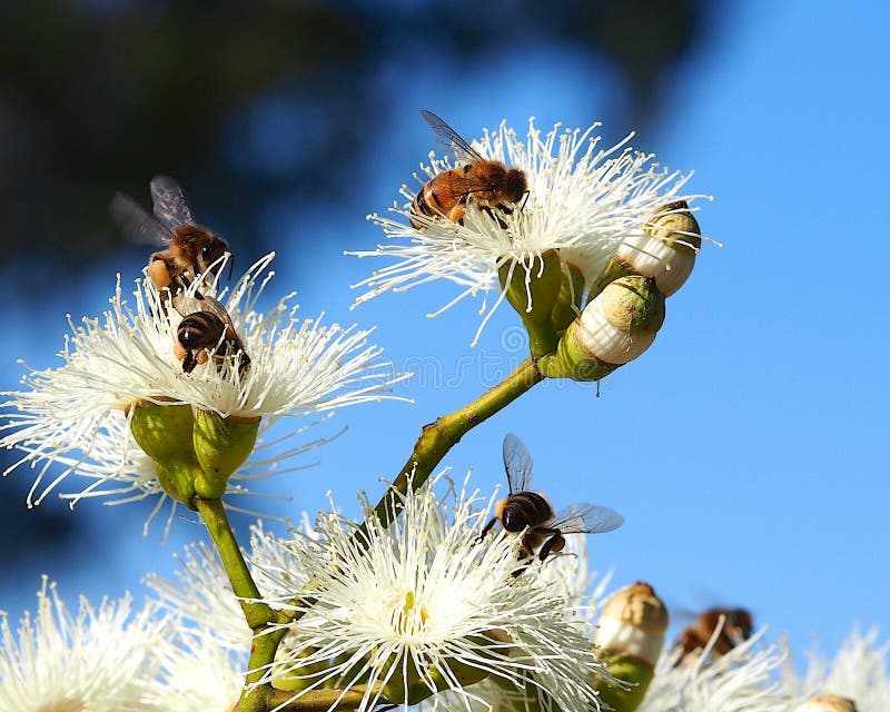 Honey Bees Busy Pollinating the Sugar Gum Tree (Eucalyptus Cladocalyx ...