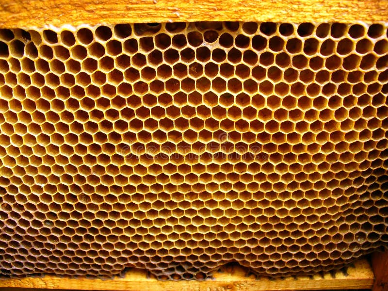 Honey bees cells stock image. Image of cera, hive, honeycomb - 14453113