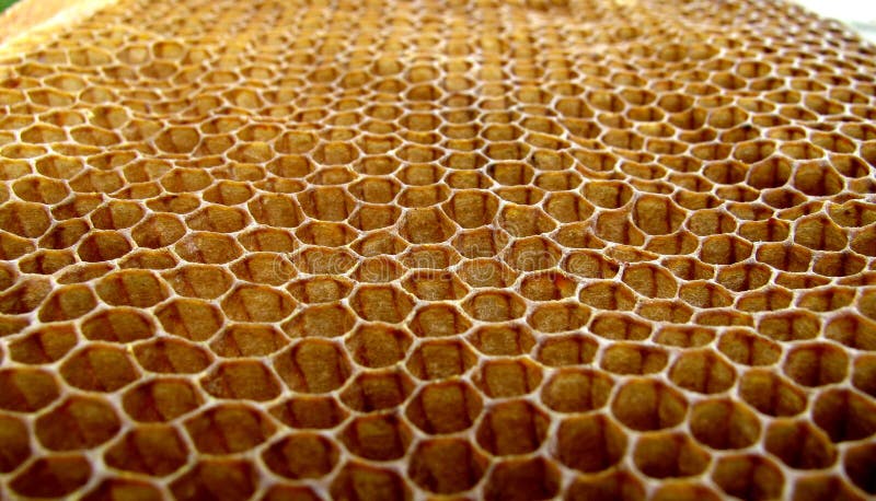 Honey bees cells stock image. Image of cera, hive, honeycomb - 14453113