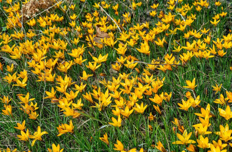 Honey Bees Collect Nectar and Pollen on Yellow Crocuses in Early Spring ...