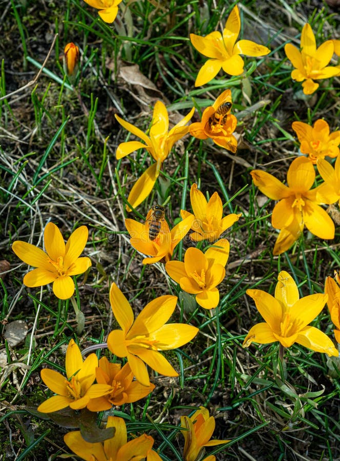 Honey Bees Collect Nectar and Pollen on Yellow Crocuses in Early Spring ...