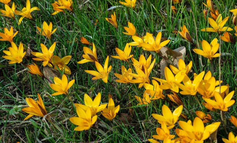Honey Bees Collect Nectar and Pollen on Yellow Crocuses in Early Spring ...