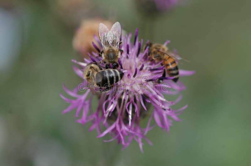 Bees collecting pollen stock photo. Image of apini, insects - 86663818