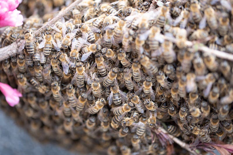Honey bees stock photo. Image of summer, animal, healthy - 266236838