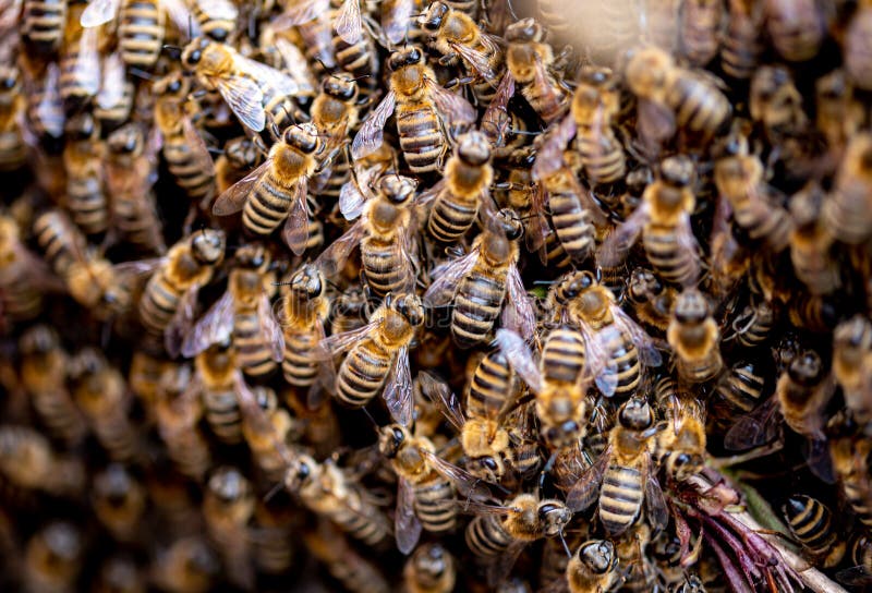 Honey bees stock image. Image of pink, closeup, health - 266236847