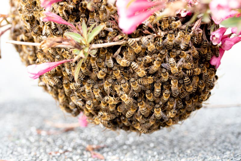 Honey bees stock image. Image of insect, beehive, healthy - 266236969