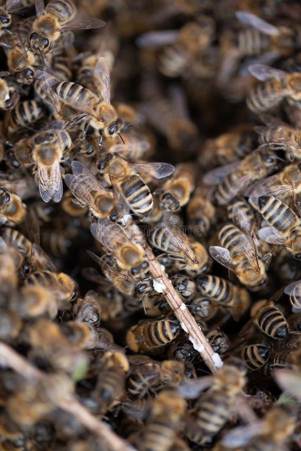 Honey bees stock image. Image of nature, head, yellow - 266236997