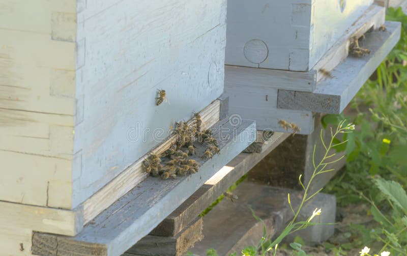 Honey Bees at Coming and Going at the Hive Stock Photo - Image of ...