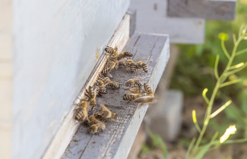 Honey Bees at Coming and Going at the Hive Stock Image - Image of honey ...