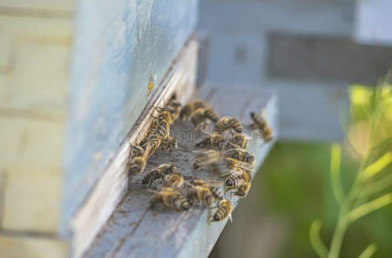 Honey Bees at Coming and Going at the Hive Stock Photo - Image of food ...