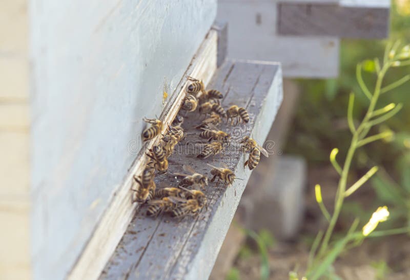 Honey Bees at Coming and Going at the Hive Stock Image - Image of ...