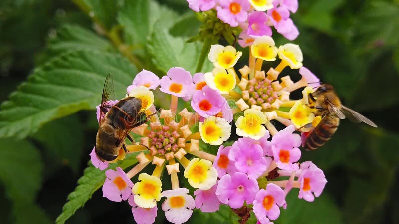 Honey Bees En La Cámara Lenta De Camara Flowers 03 Del Lantana Almacen ... Honey Bees En La Cámara Lenta De Camara Flowers 03 Del Lantana Almacen ...