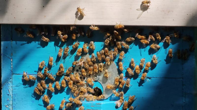 Honey Bees Fly into the Hive, Concept of Beekeeping Stock Footage ...