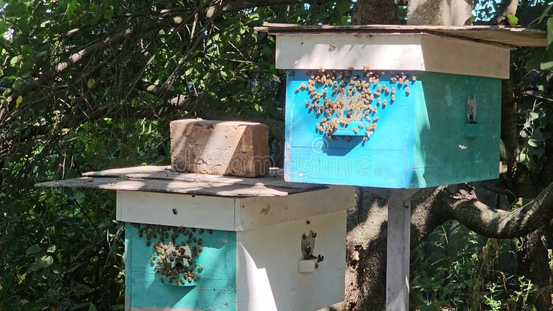 Honey Bees Fly into the Hive, Concept of Beekeeping Stock Footage ...
