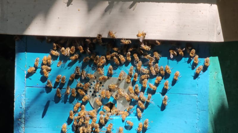 Honey Bees Fly into the Hive, Concept of Beekeeping Stock Footage ...