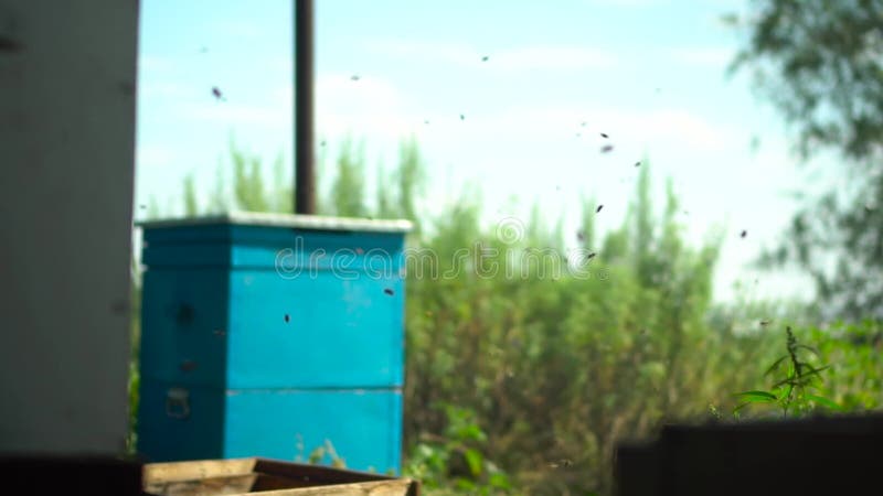 Honey Bees Fly among the Hives. Bees in the Apiary Work in the Summer ...