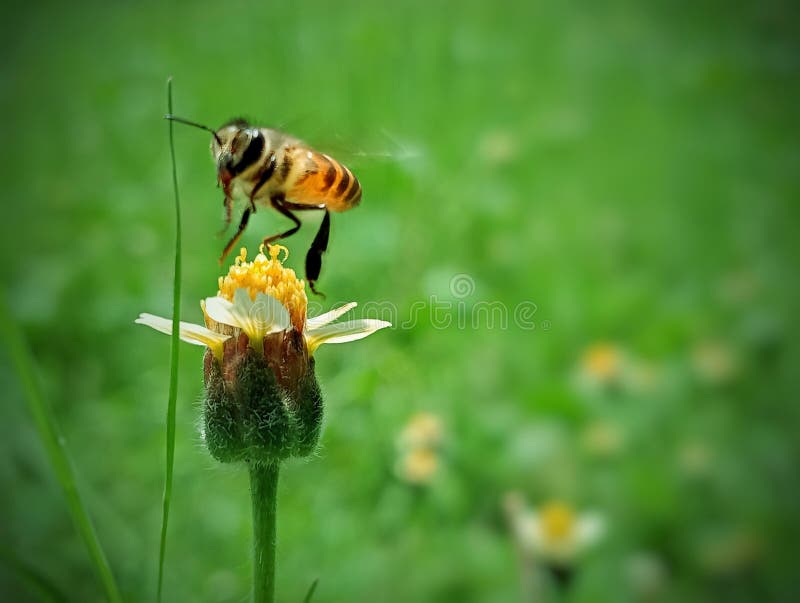 Honey Bees Fly Over the Lying Flowers Looking for Flower Nectar. Stock ...