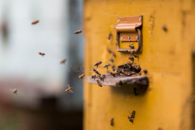 Honey Bees Flying Around Their Beehive Stock Image - Image of home ...