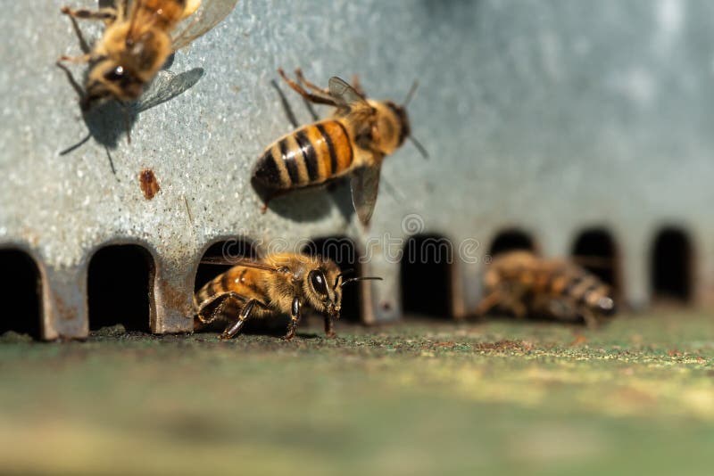 Honey bees stock photo. Image of outdoor, summer, insect - 272433764