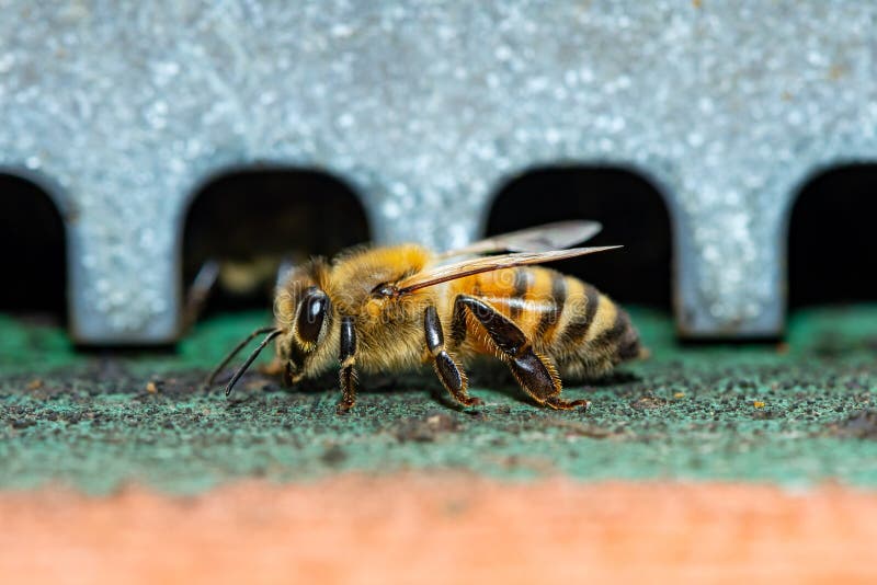 Honey bees stock image. Image of pollen, orange, outdoor - 272433807