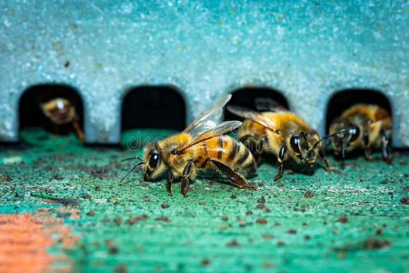Honey bees stock image. Image of pollen, garden, green - 272433817