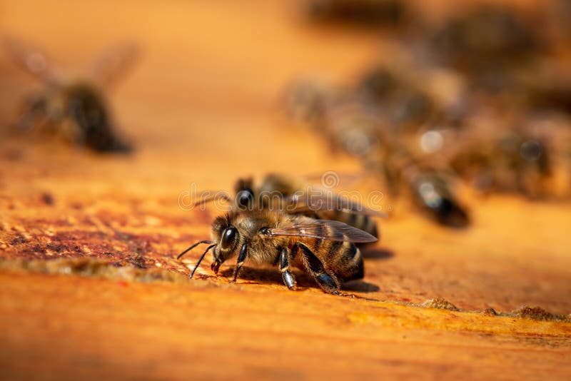 Honey bees stock image. Image of color, pollen, green - 275369507