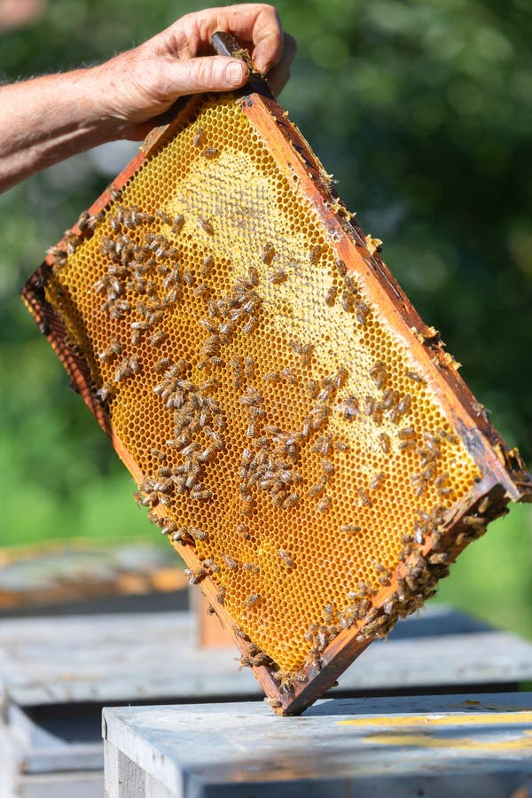 Honey Bees on a Hive Cluster Stock Image - Image of peaceful, food ...