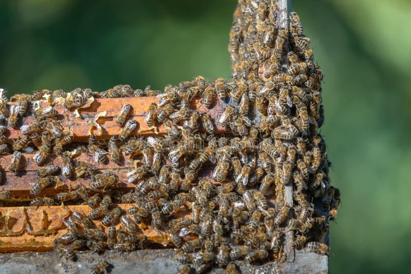 Honey Bees on a Hive Cluster Stock Photo - Image of food, insect: 198634626