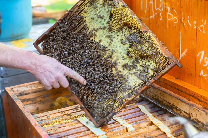 Honey Bees on a Hive Cluster Stock Photo - Image of hive, apiculture ...