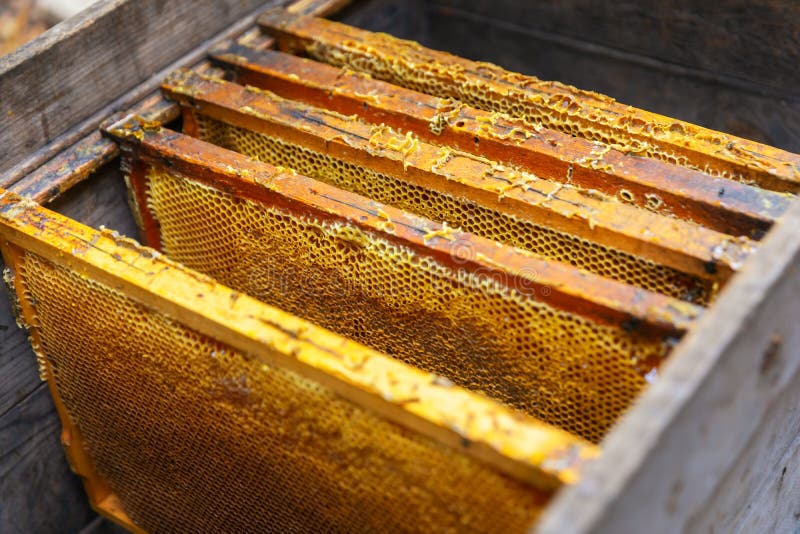 Honey Bees on a Hive Cluster Stock Photo - Image of beekeeper, beehive ...
