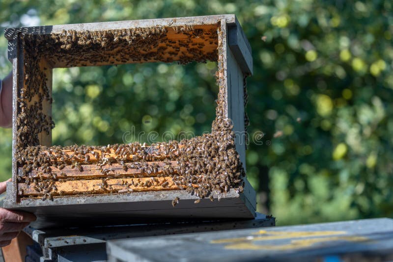 Honey Bees on a Hive Cluster Stock Image - Image of species, beekeeper ...