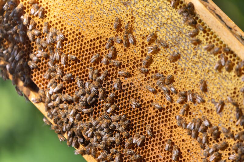 Honey Bees on a Hive Cluster Stock Image - Image of hive, closeup ...