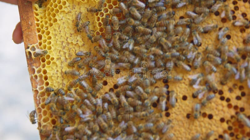 Honey Bees on a Hive Cluster Stock Video - Video of apis, animal: 198134767