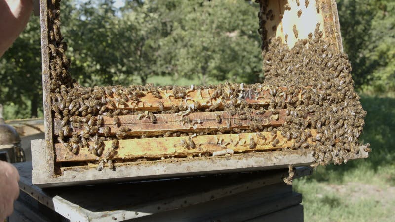 Honey Bees on a Hive Cluster Stock Video - Video of flying, peaceful ...