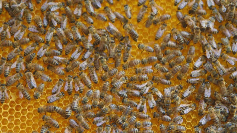 Honey Bees on a Hive Cluster Stock Footage - Video of animal, apiary ...