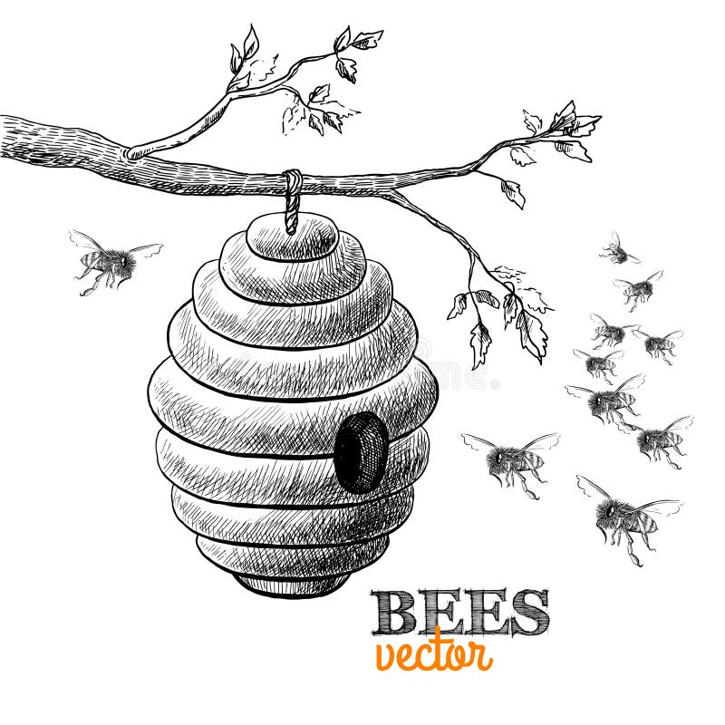 Honey Bees and Hive on Tree Branch Stock Vector - Illustration of bees ...