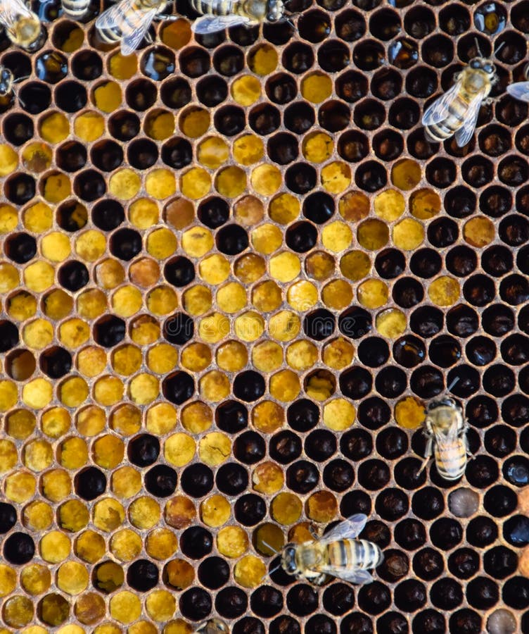 Honey bees on the home stock image. Image of comb, bees - 156355243