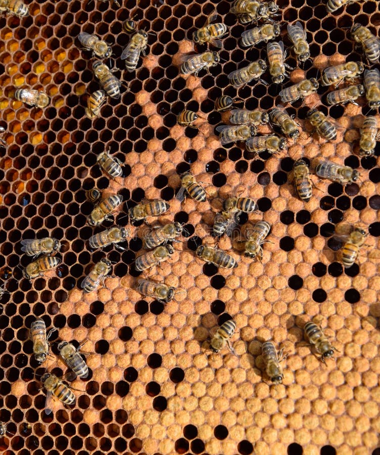 Honey bees on the home stock photo. Image of blue, apiculture - 156355272