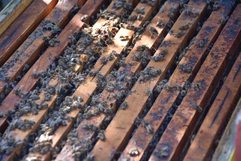 Honey Bees Kept in a Bee Box Stock Photo - Image of beehive, green ...