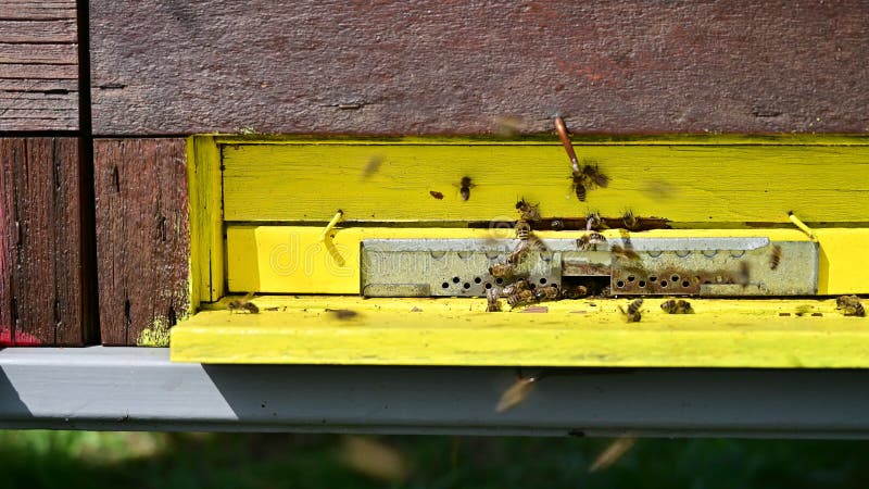 Honey Bees Climb the Combs on the Frames Inside the Hive. Stock Footage ...