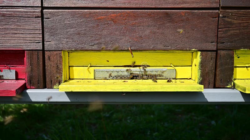Honey Bees Climb the Combs on the Frames Inside the Hive. Stock Footage ...