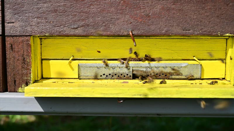 Honey Bees Landing on Bee Hive on Suny Early Spring Day Stock Footage ...