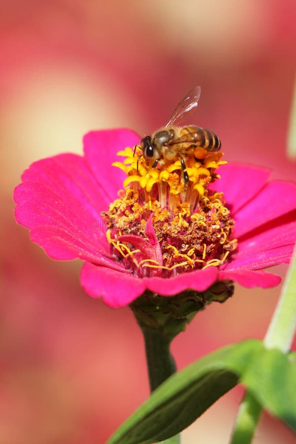 Honey bees stock image. Image of light, life, bees, honey - 111029819