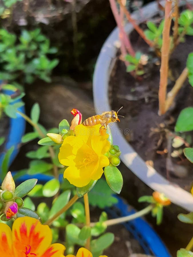 Honey Bees in the Morning Sun. Stock Photo - Image of honey, garden ...