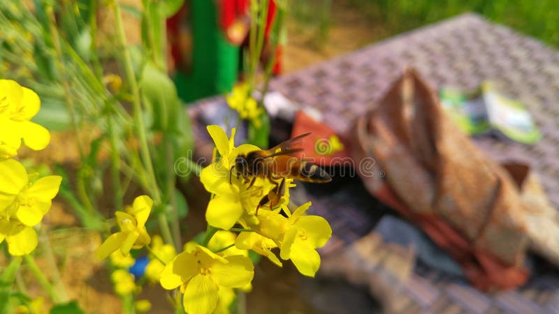 Honey Bees on the Mustard Flowers Field Stock Image - Image of ...