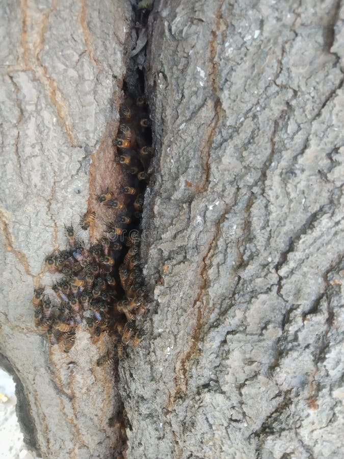 Honey Bees in the Oak Wilt of Tree Stock Image - Image of wilt, bees ...