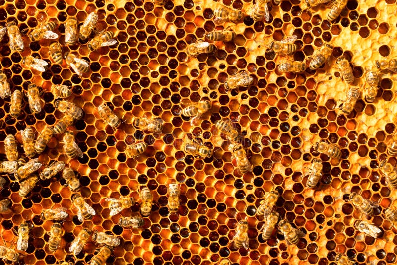 Food Frames Backgrounds Stock Photos - Free & Royalty-Free Stock Photos ...