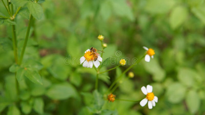 Honey Bees Pollinating on Flower in the Garden Stock Image - Image of ...
